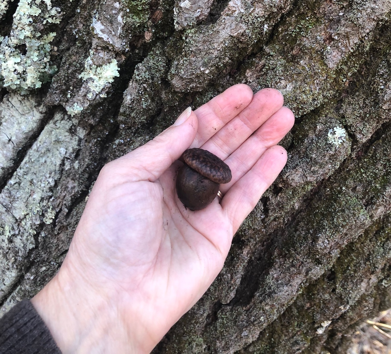 Tree Seed Photo Challenge Week One | Great Barrington Land Conservancy