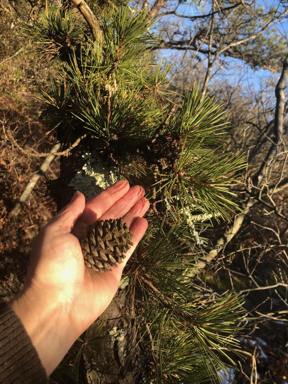 Tree Seed Photo Challenge Week Two | Great Barrington Land Conservancy